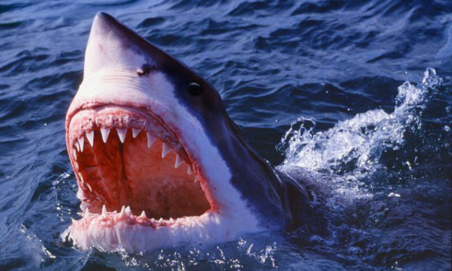 Understanding Shark Vision: Colors That Attract and Repel - A Last ...